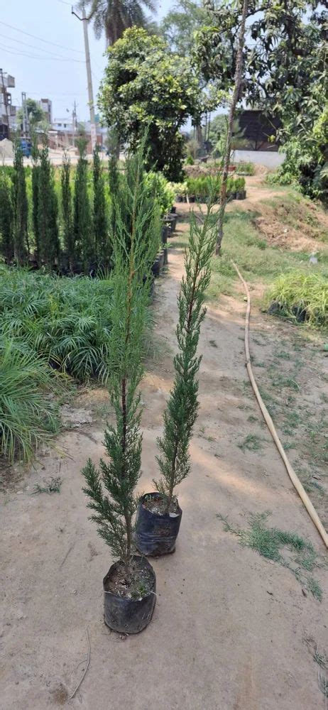 Green Cupressus Sempervirens Pencil Pine Plant For Garden At ₹ 210 Piece In Hasanpur