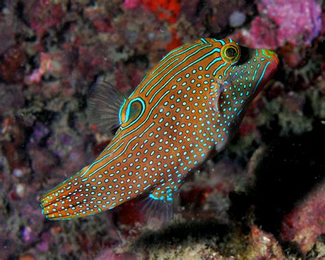 Filecanthigaster Solandri Sharpnosed Puffer Solanders Toby Or Blue