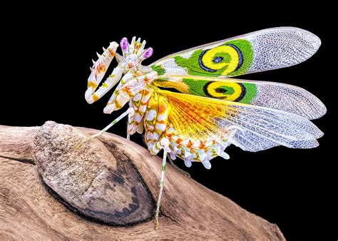 Are Insects Considered Species Health Blog