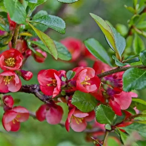 23 Shrubs With Red Flowers Pictures And Identification