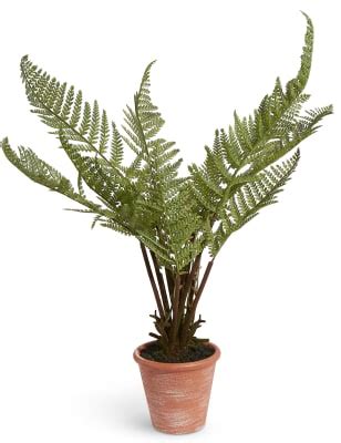 Large Fern In Terracotta Pot Mands