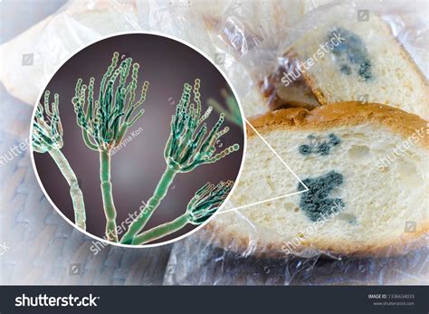 Mouldy Bread Close Up View Penicillium Fungi Stock Illustration