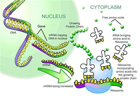 Label Diagram Of Dna Replication