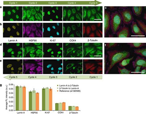 Evaluation Of The Robustness Of Sequential Staining Download