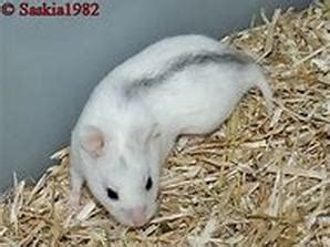 Striped Hamster Genetics
