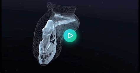 Moray Eel Skeleton Swimming Album On Imgur