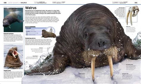 Knowledge Encyclopedia Ocean