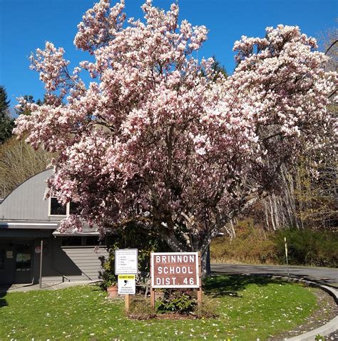 Brinnon School District Brinnon Wa