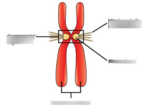 Biology Chapter 4 Regular Diagram Quizlet