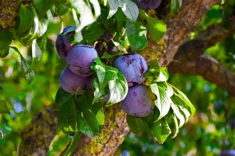 How To Plant And Grow Perfect Plum Trees In Your Backyard Garden The