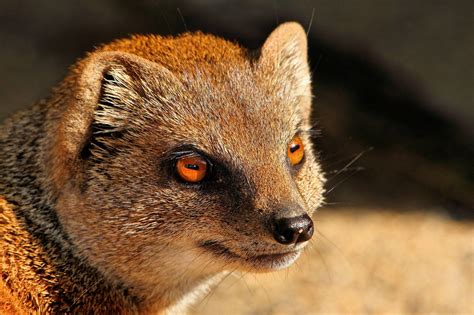 Mongoose Wallpapers Wallpaper Cave