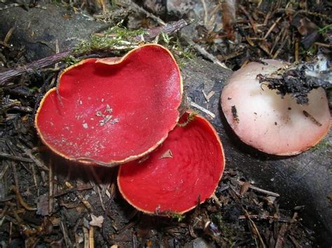 Sarcoscypha Austriaca Mushroom World