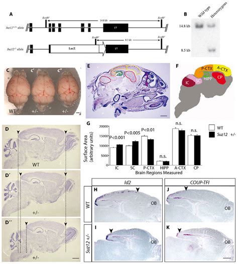 Suz12 Mice Show A Reduced Occipital Cortex And Enlarged Tectum