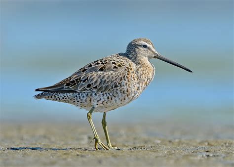 Short Billed Dowitcher — Sacramento Audubon Society