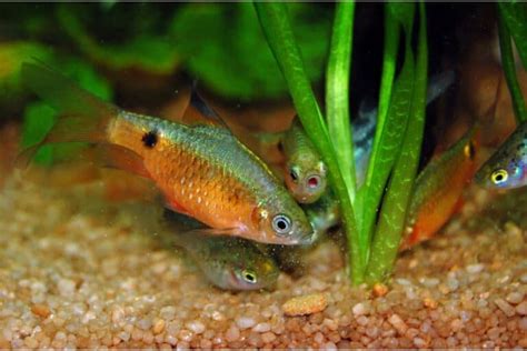 13 Ideal Tank Mates For Your Tiger Barb The Aquarium Life