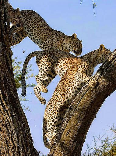 Leap Of Leopards Vivian Lawry