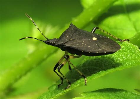 18 Stink Bugs In Texas With Pictures And Identification
