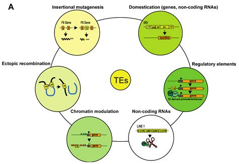 Classes Of Transposable Elements Encyclopedia Mdpi