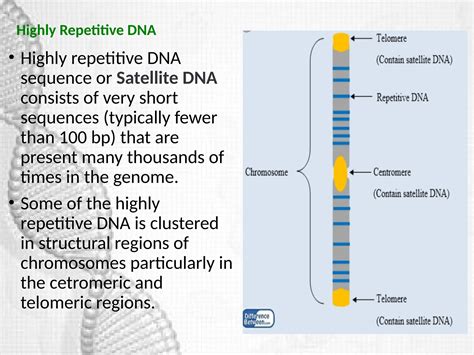 Types Of Dna Repetitive And Satellite Dna Pptx