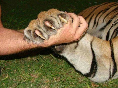 Tiger Claws Clemson Football Clemson Tigers Tiger Claw Together We