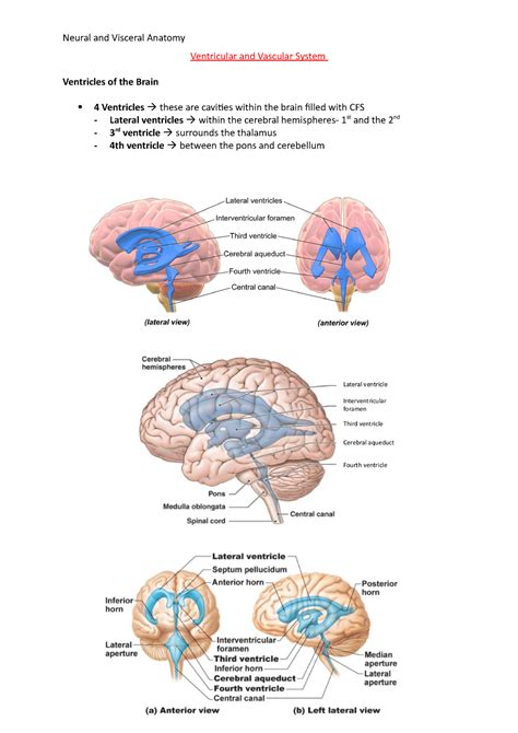 Ventricular And Vascular System Notes Ventricular And Vascular System