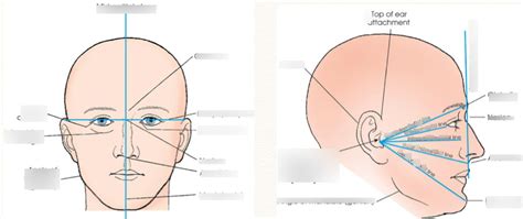 Skull Topography Diagram Quizlet