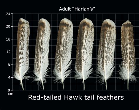 The Feather Atlas Feather Identification And Scans Feather