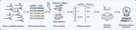 Pridict Predicting Efficiencies Of Prime Editing Guide Rnas
