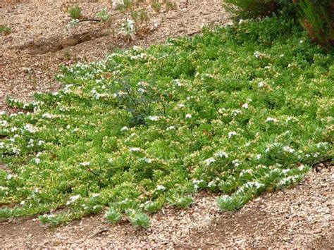 Buy Myoporum White Plants Free Shipping Over 150