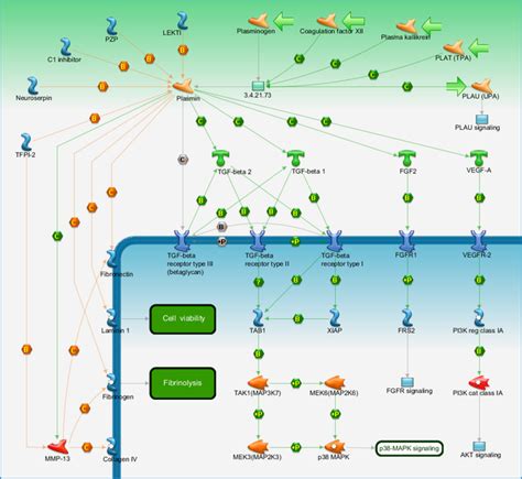 Cell Adhesion Plasmin Signaling Pathway Map Primepcr Life Science