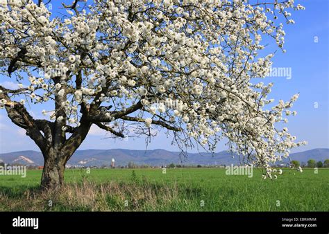 Cherry Tree Sweet Cherry Prunus Avium Blooming Cherry Tree In Field