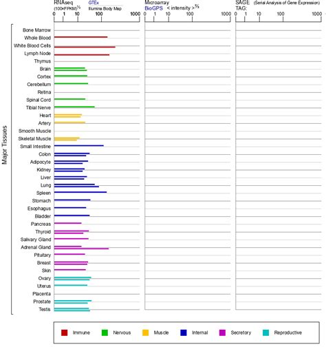 Trbc2 Gene Genecards Trbc2 Protein Trbc2 Antibody