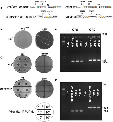 Analysis Of Crispr Sequences And Bacteriophage‐insensitive Mutants