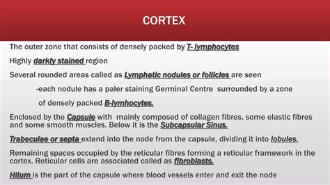 Lymph Node A Histologcal Overview Pptx Lymph Node A Histologcal Overview Pptx