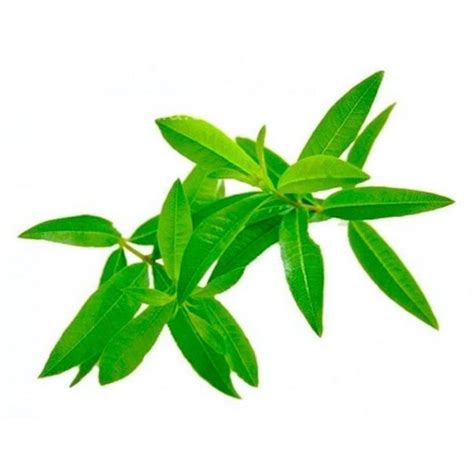 Las Propiedades Medicinales Del Cedrón Aloysia Citrodora Florecer