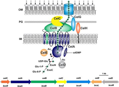 Cellulose Genetic Basis And Biosynthesis Model Download Scientific
