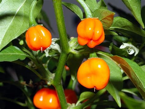 Chile Habanero Capsicum Chinense ‘habanero