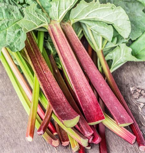 For Late Harvests Of Rhubarb After Other Varieties Have Turned Bitter