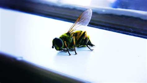 Bee Dying 02 Stock Footage Video 100 Royalty Free 436735 Shutterstock