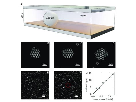A Geometry Of The Sample Used For Colloidal Crystal Assembly Of 239