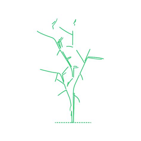 Long Leaf Willow Primrose Single Ludwigia Lonolia Dimensions