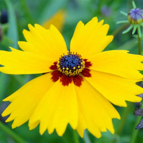 Goldenmane Tickseed Coreopsis Basalis Plant Care And How To Grow Water