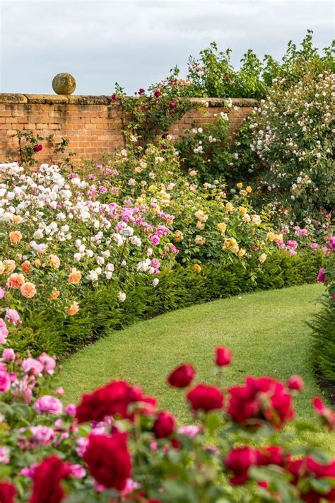 David Austin Roses Explore The Beauty Of English Roses In Albrighton