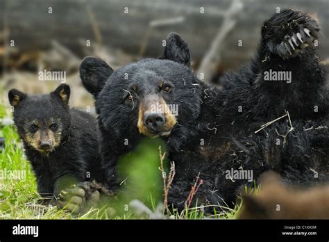 Baby Black Bear Hi Res Stock Photography And Images Alamy