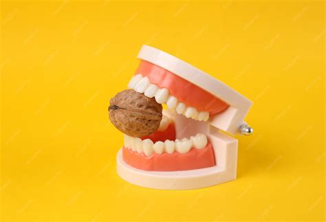 Premium Photo Strong And Healthy Teeth Plastic Model Of A Human Jaw