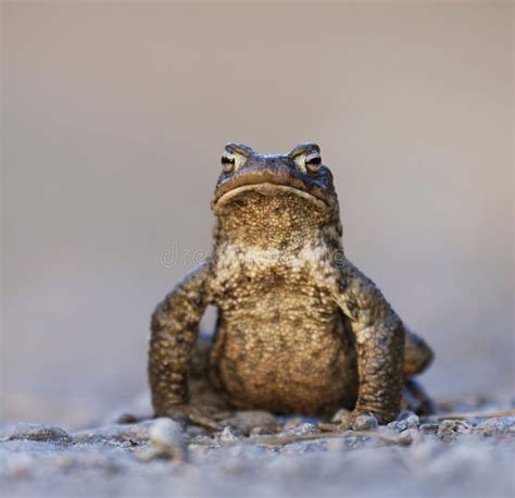 Common Toad European Toad Or A Toad Bufo Bufo Sitting On A Dirt