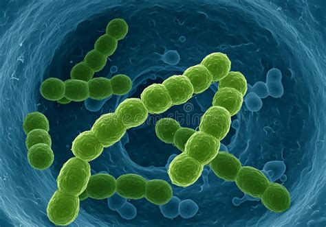 Microscopic View Of Green Streptococcus Bacteria Chains Forming Characteristic Linked Spheres In
