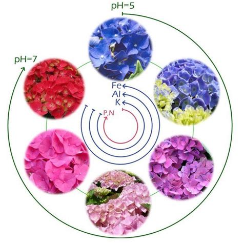 Flowers Hortensia Hydrangea Flower Garden Flowers Garden