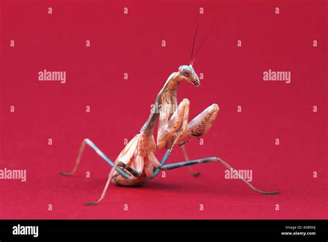 European Preying Mantis Mantis Religiosa Threatening Posture Stock