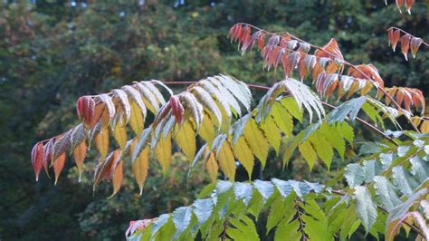 Koelreuteria Elegans Trees And Shrubs Online